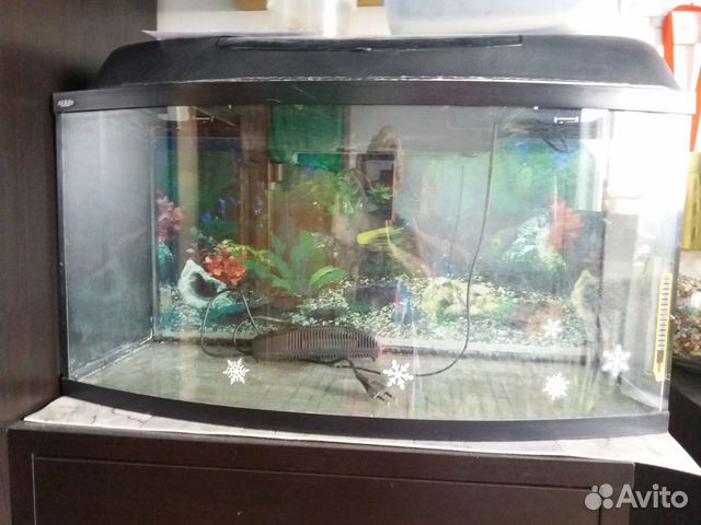 Отдам подарю бесплатно