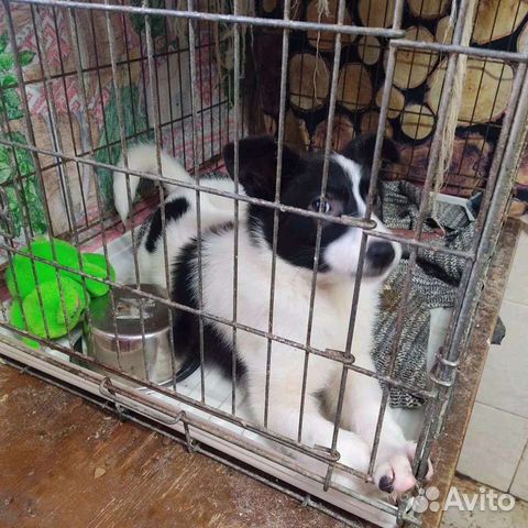 Щенки бордер колли