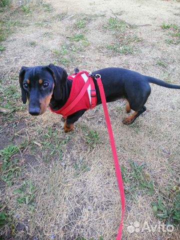 Такса миниатюрная гладкошерстная