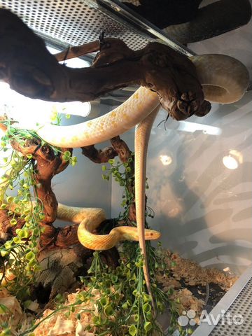 Маисовый полоз Butter, самец