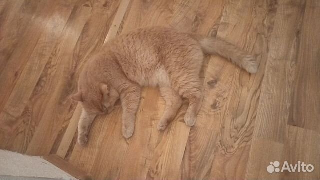 Кот в добрые руки