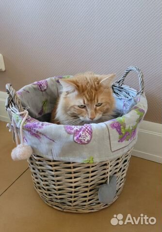 Кот на вязку