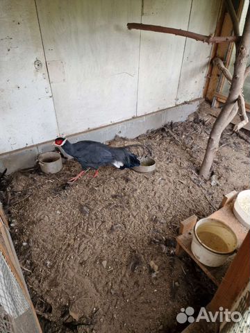 Продажа фазанов