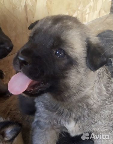 Милые щенятки-мальчуганы ищут свой дом