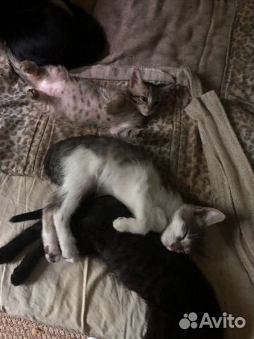 Котодети в хорошие руки