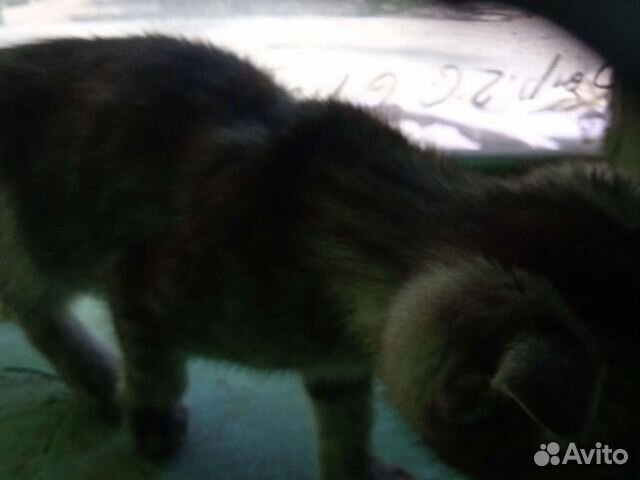 Отдаю котят в хорошие руки