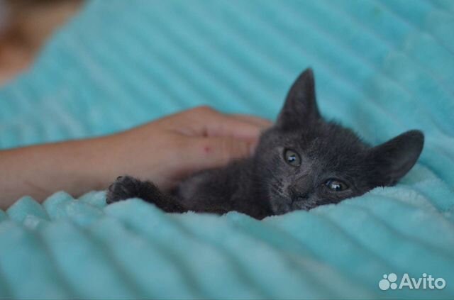 Котята русская голубая бесплатно