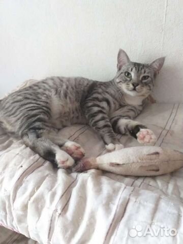 Котенок подросток Фоксик ищет дом