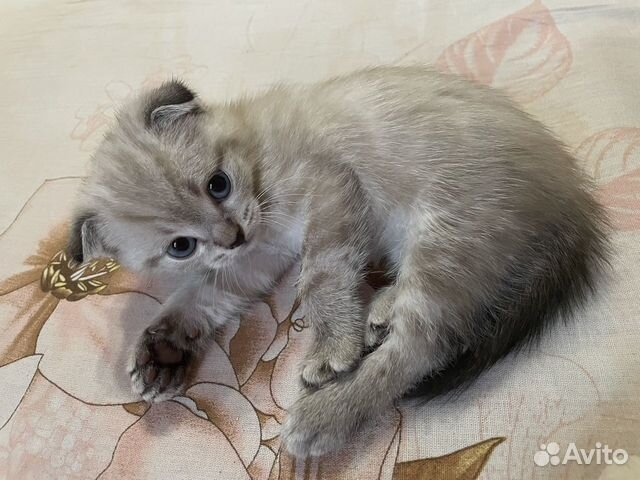 Британские вислоухие котята