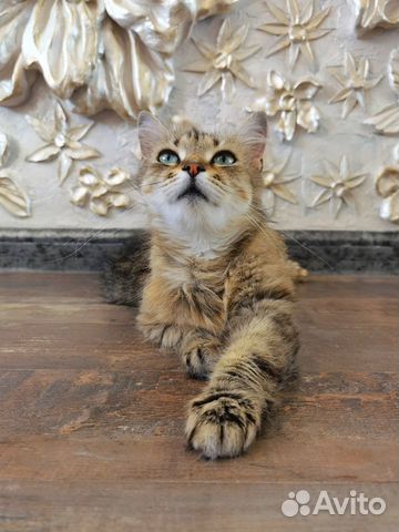 Добрая кошка в добрые руки