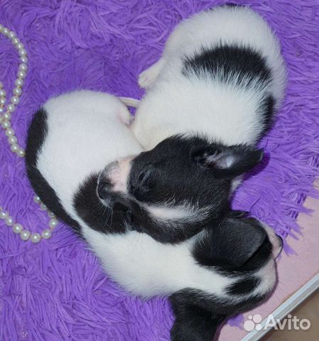 Минюшечки два сладких малыша