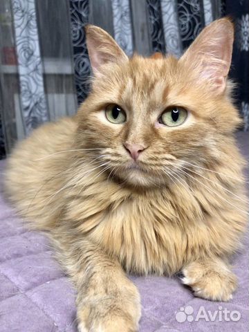 Кошечка Сьюзи в добрые руки