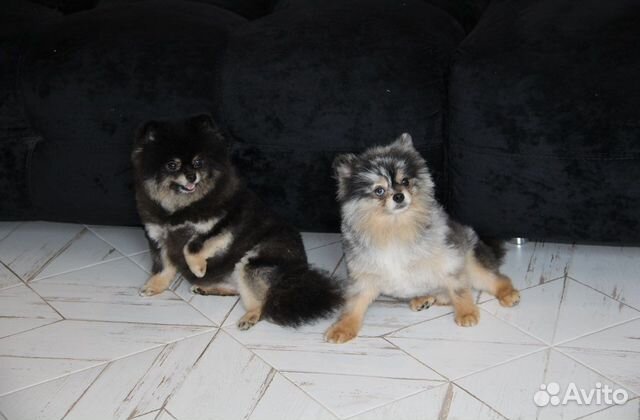 2 летние шпицы мерле мальчик и чп девочка