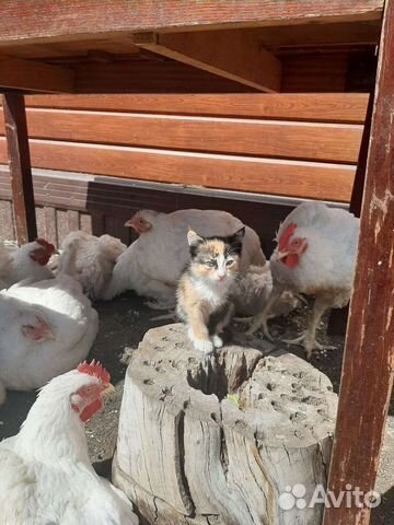 Котечка в добрые руки