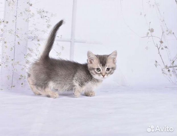 Шотландские манчкины