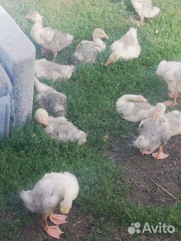 Гусята итальянка