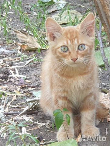 Рыжий котенок и белый котенок в поисках дома