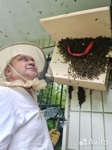 Пчелиный рой