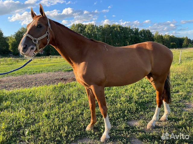 Молодой мерин