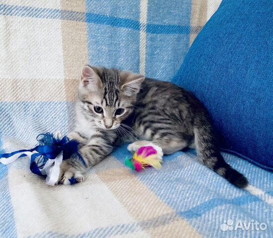 Красивый котенок Лео ищет дом