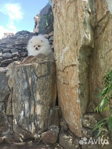 Шпицедетки