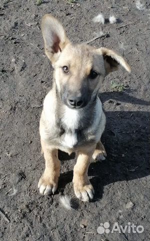 Маленькая собака