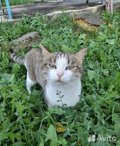 Кошка молодая живет на улице