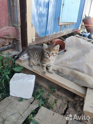 Малышка ищет дом