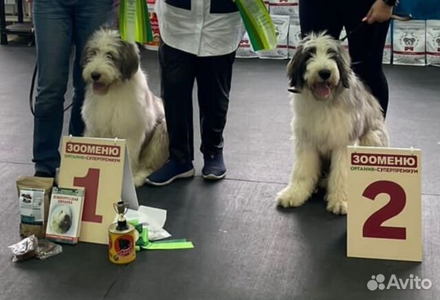 Южнорусская овчарка