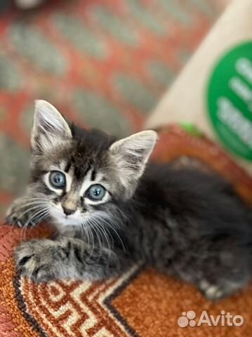 Котенок в добрые руки