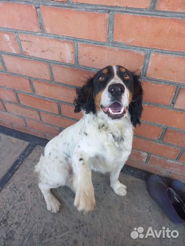 Русский спаниель вязка