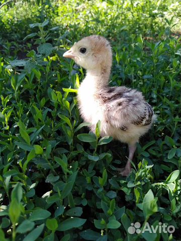 Индюшата 10 дней