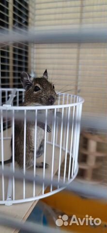 Чилийская белка Дегу