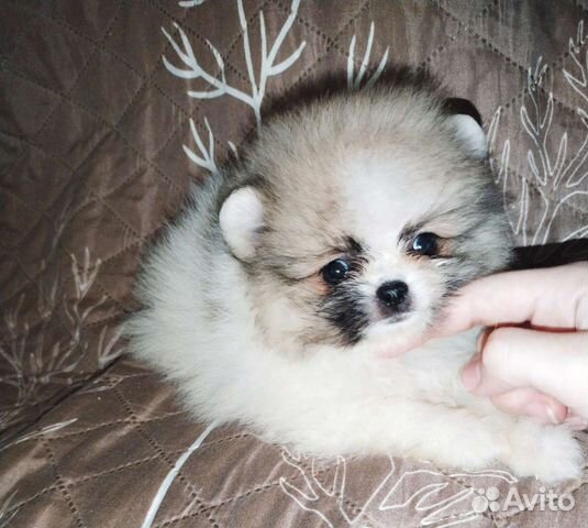 Щенки