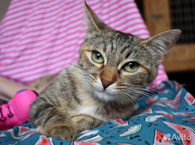 Кошка Матрёшка