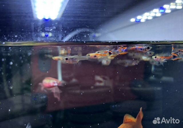 Гуппи Эндлера