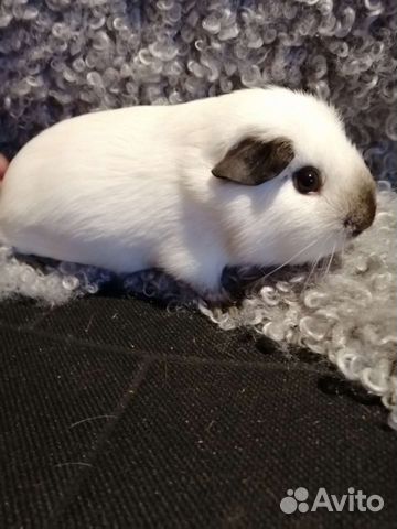 Морская свинка самец калифорния