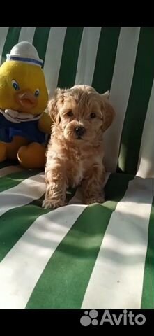 Нарядная девчонка мальтипу