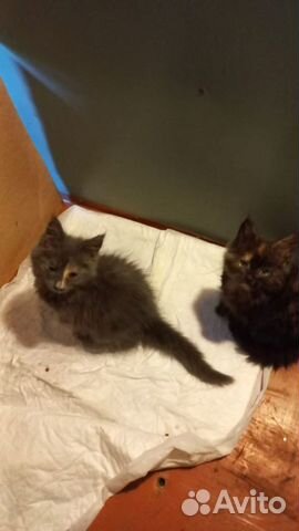 Кошка Мэйн-Кун