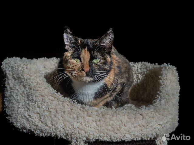 Трехцветная кошка Фаня