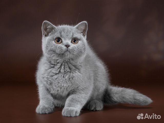 Настоящие Британские котята