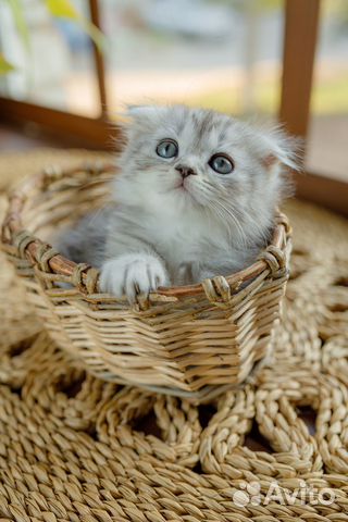Шотландские вислоухие котята