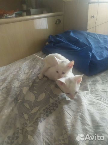 Cornish rex белые разнополые