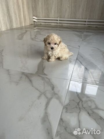 Мальтипу f1 micro baby мальчишка
