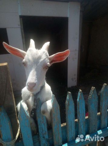 Продам двух козлят возраст 4.5.мес