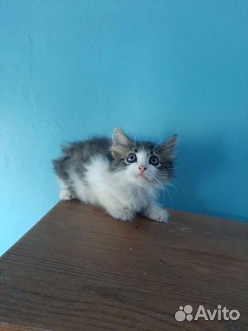 Котик Нафаня