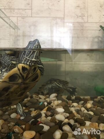 Красноухая черепаха