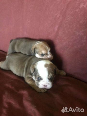 Малыши - Крепыши