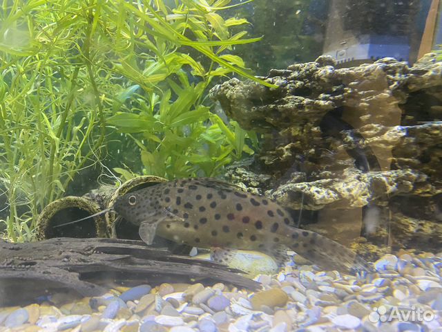 Сом синодонтис