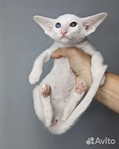 Белая разноглазая девочка